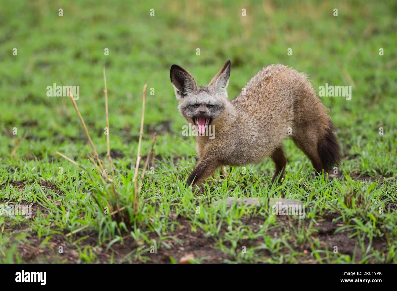 Bat-eared fox (Otocyon megalotis), Maasai Mara Game Reserve, Kenya ...