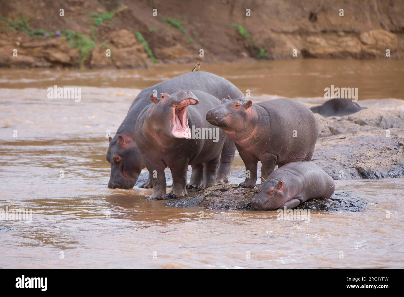Hippos (Hippopotamus amphibius) and young, Maasai Mara Game Reserve ...
