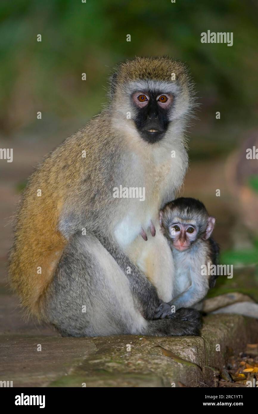 Vervet monkey (Cercopithecus aethiops) with young, Massai Mara Game ...