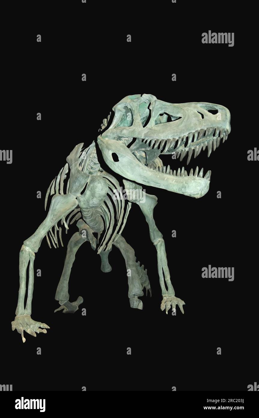 Dinosaur skeleton, Valle de Luna, reconstruction of Saurosuschus ...