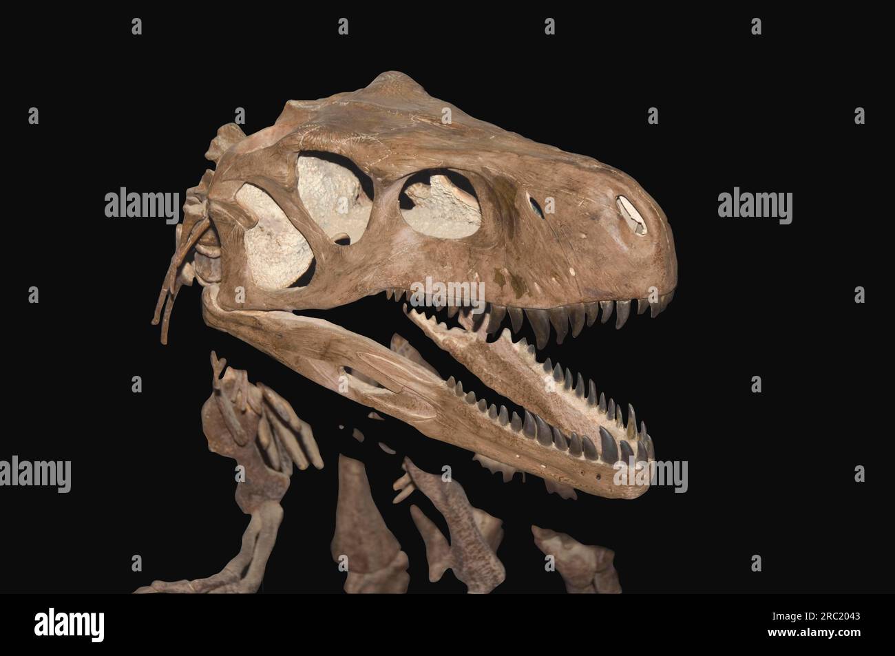 Dinosaur skeleton, Valle de Luna, detachable, reconstruction from ...