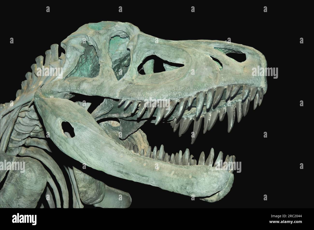 Dinosaur skeleton, Valle de Luna, detachable, reconstruction from ...