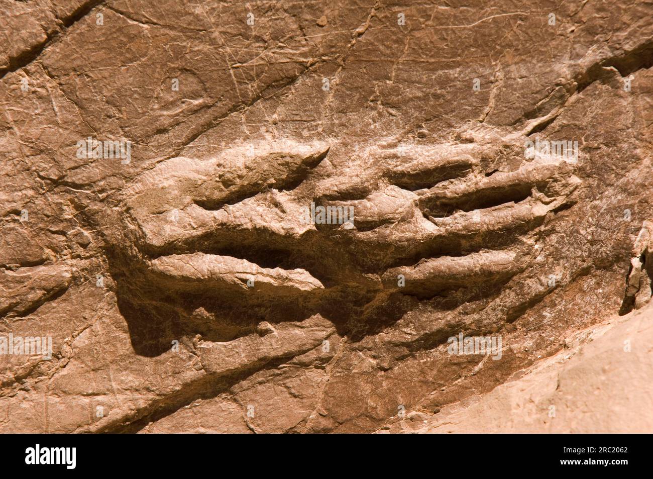 Petrified dinosaur footprint, Laguna Brava, Las Vicunas National ...