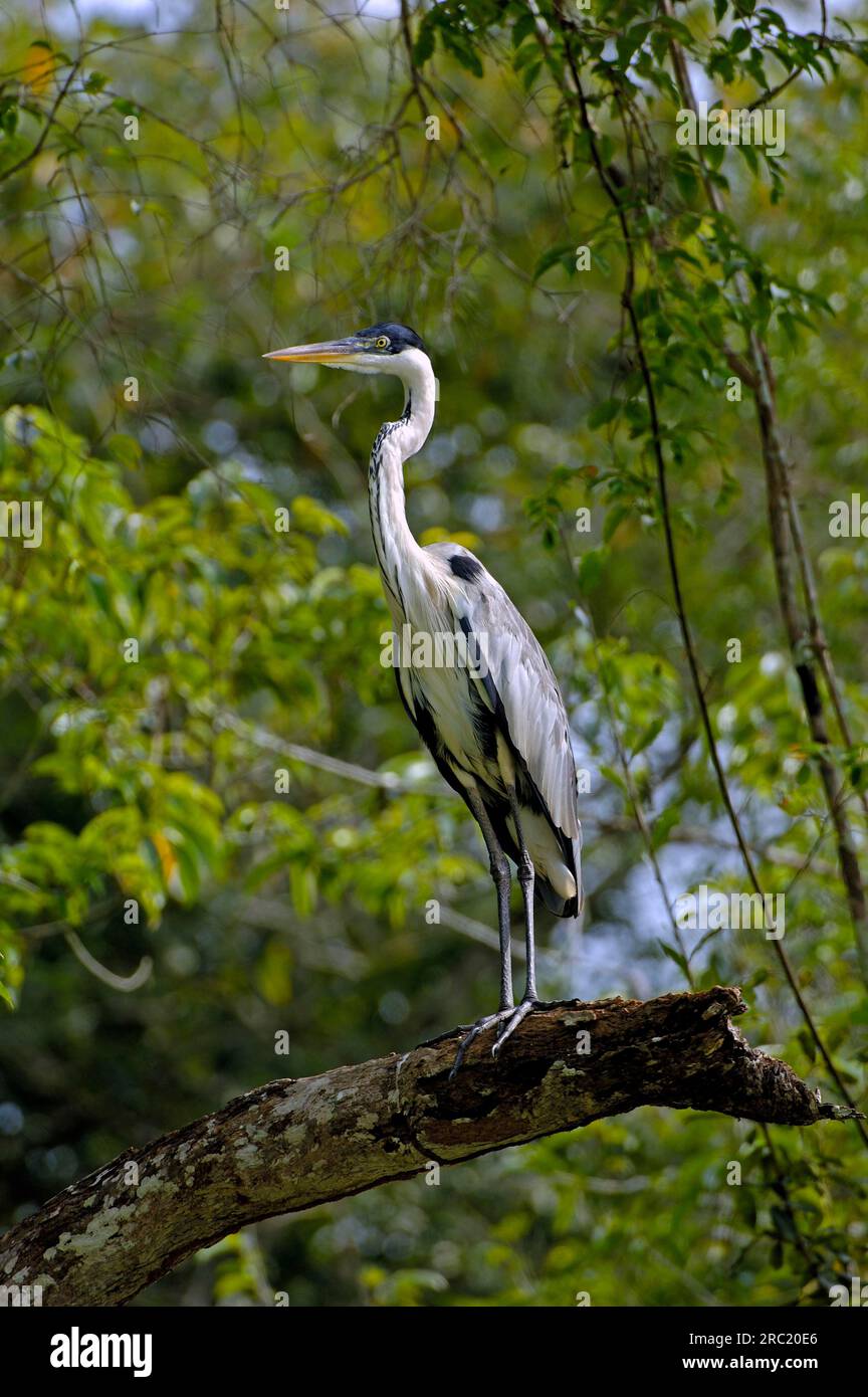 Cocoi Heron (Ardea cocoi), Pantanal, Brazil, White-necked Heron Stock ...