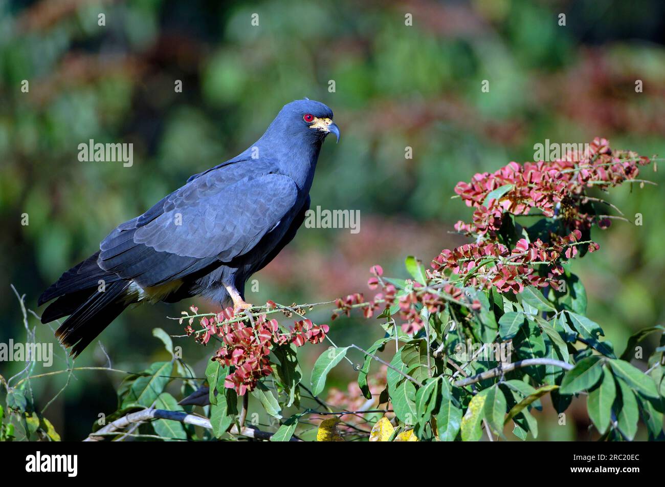 Snail Kite (Rostrhamus sociabilis), male, Pantanal, Brazil Stock Photo ...