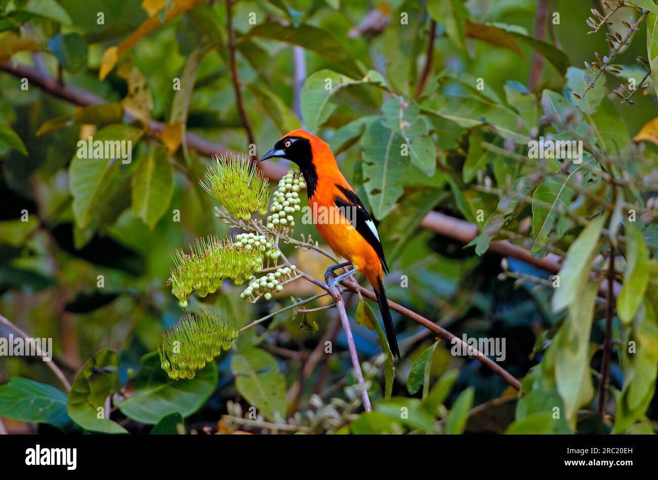 Venezuelan troupial bird icterus hi-res stock photography and images ...