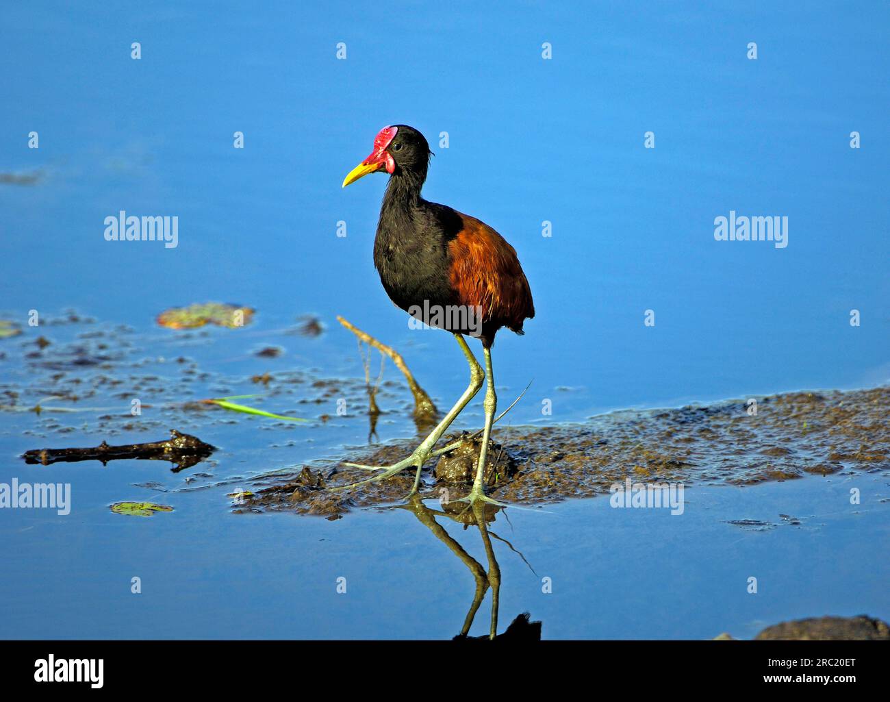Brazil pantanal wattled jacana hi-res stock photography and images - Alamy