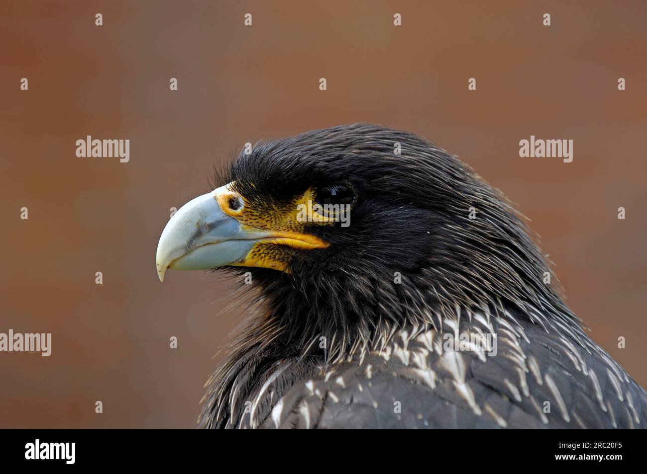 Johnny rook bird hi-res stock photography and images - Alamy