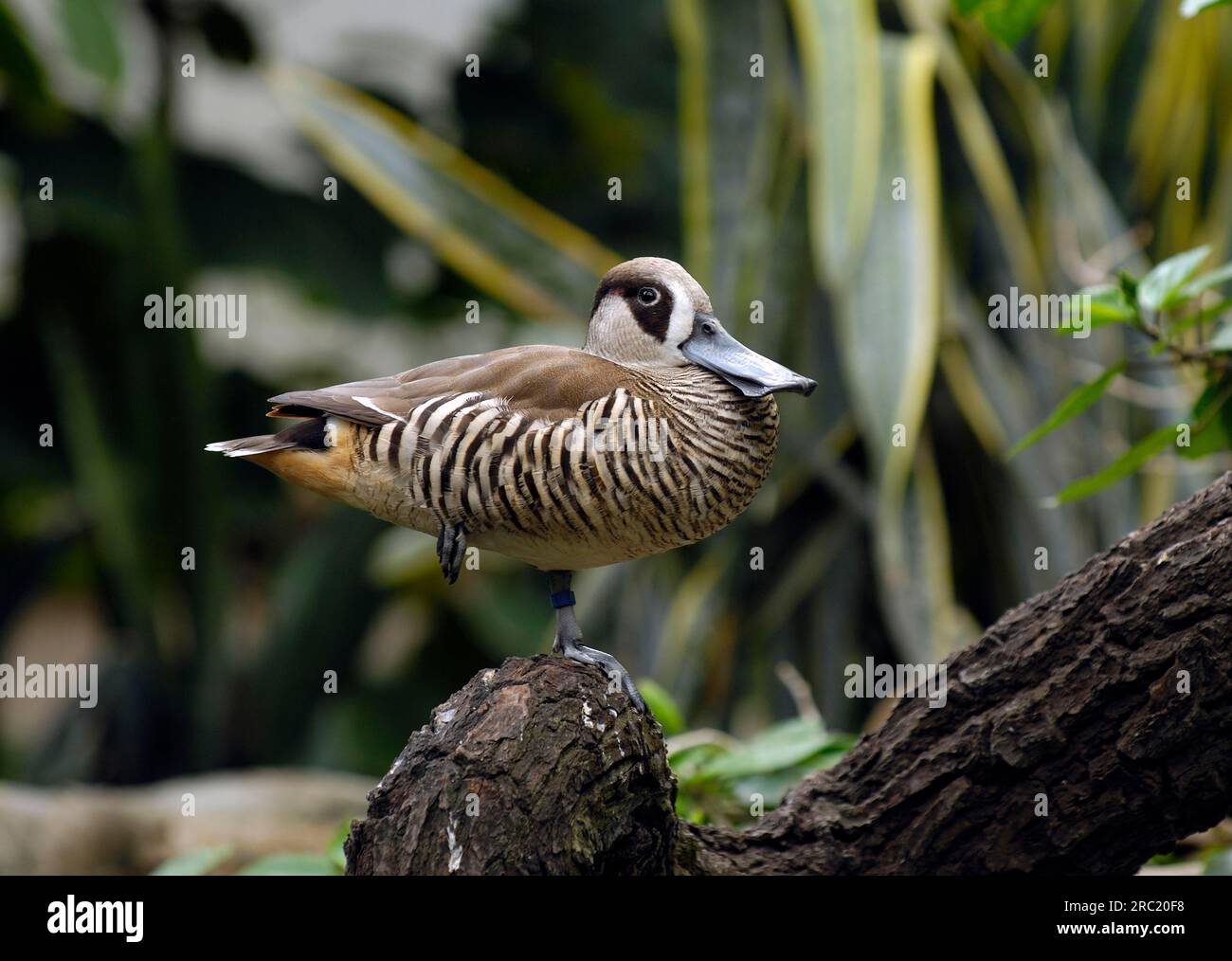 Pink-eared duck (Malacorhynchus membranaceus Stock Photo - Alamy