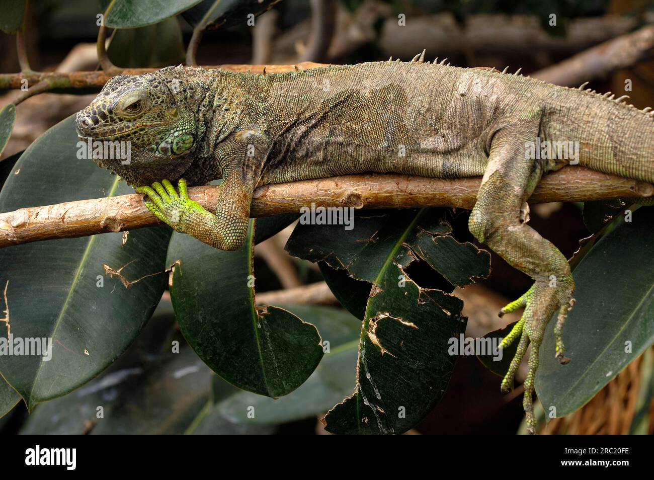 Green iguana (Iguana iguana), lateral view Stock Photo - Alamy
