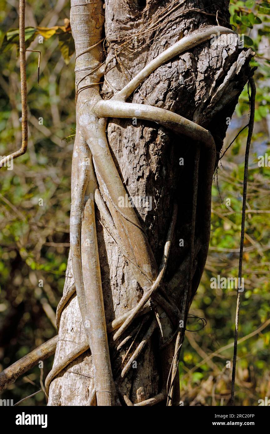 Tree with curtain Fig tree, florida strangler fig (Ficus aurea), Brazil ...