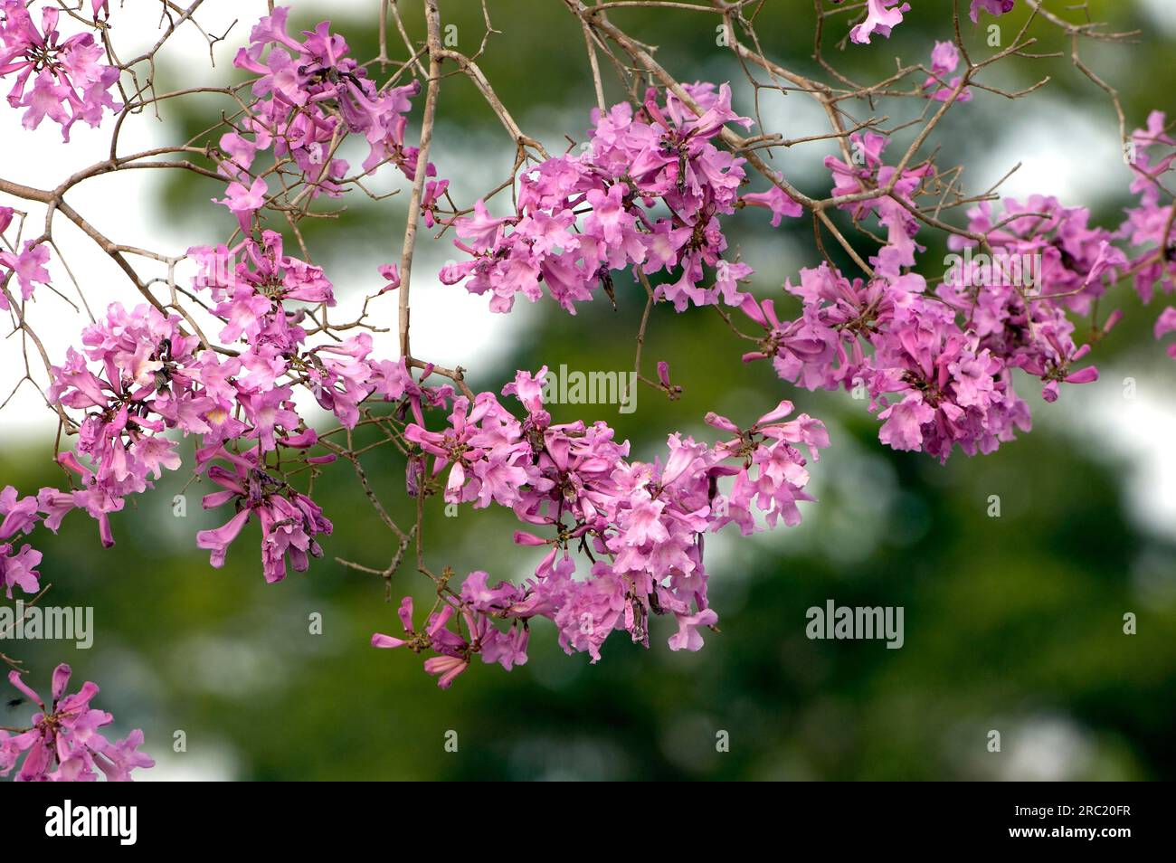Trumpet tree, Pantanal (Tabebuia ochracea), Brazil Stock Photo - Alamy