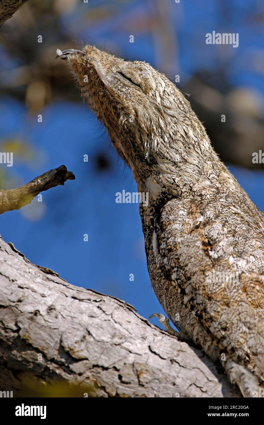 Great Potoo (Nyctibius grandis), Pantanal, Brazil Stock Photo - Alamy
