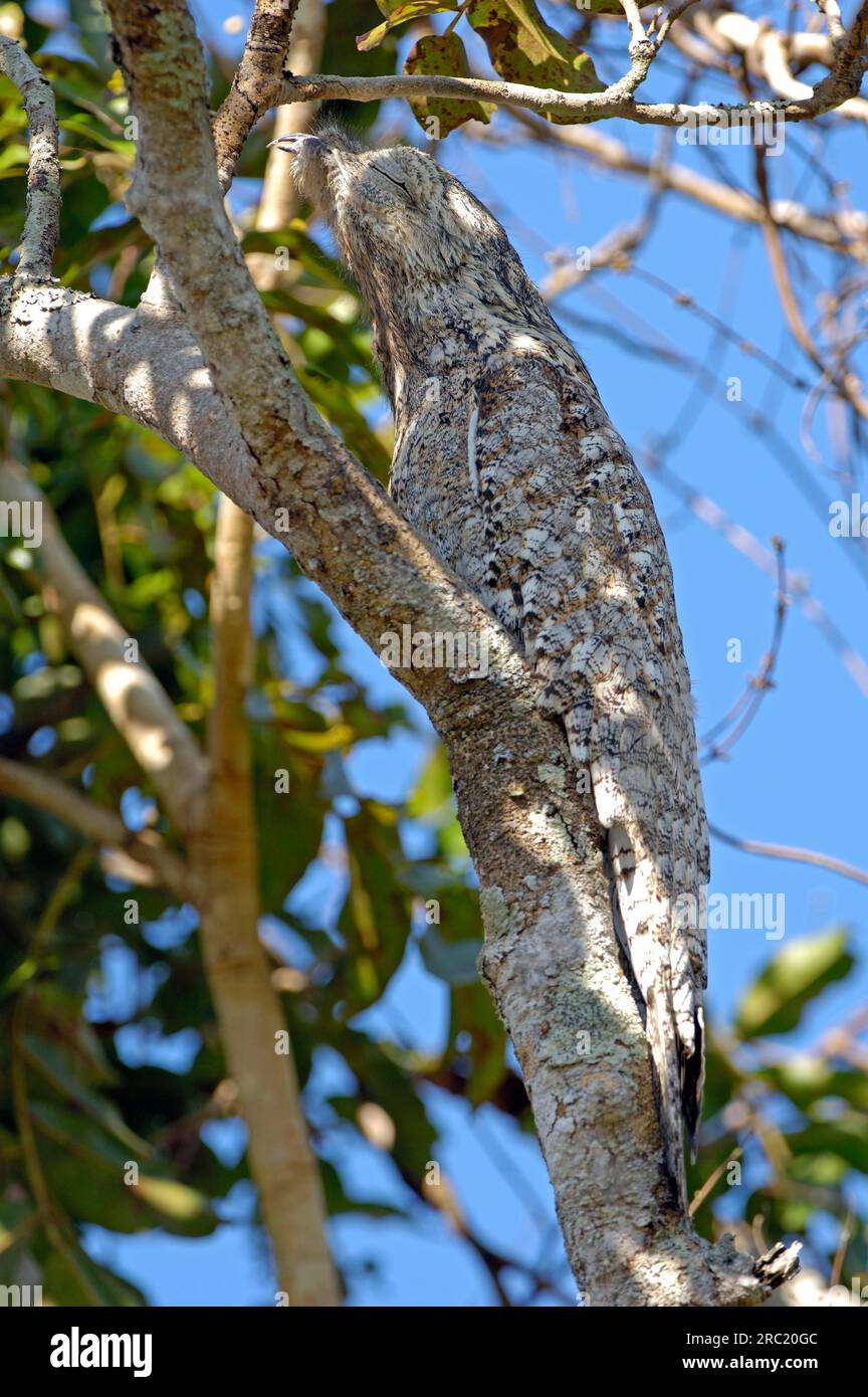Great Potoo (Nyctibius grandis), Pantanal, Brazil Stock Photo - Alamy