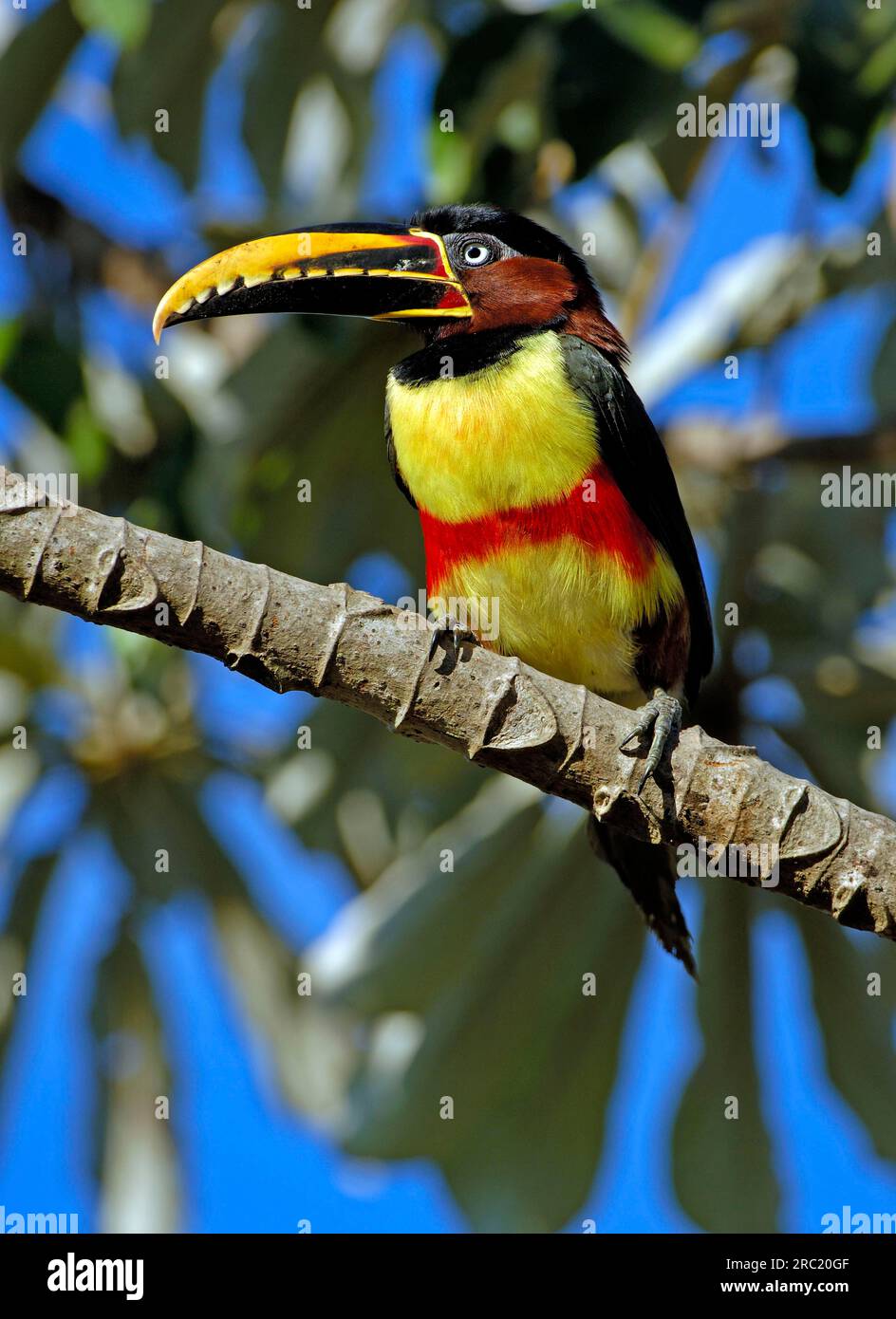Chestnut-eared Aracari (Pteroglossus castanotis), Pantanal, Brazil ...