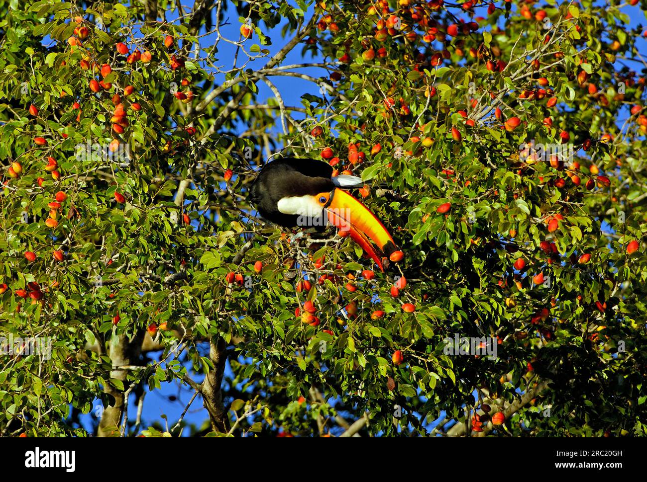 Toucan Eating Berries