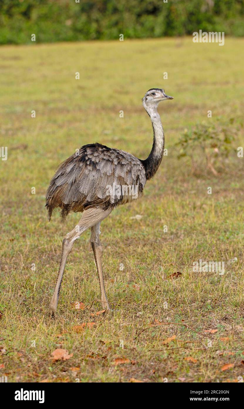 Greater rhea (Rhea americana), Pantanal, Brazil Stock Photo - Alamy