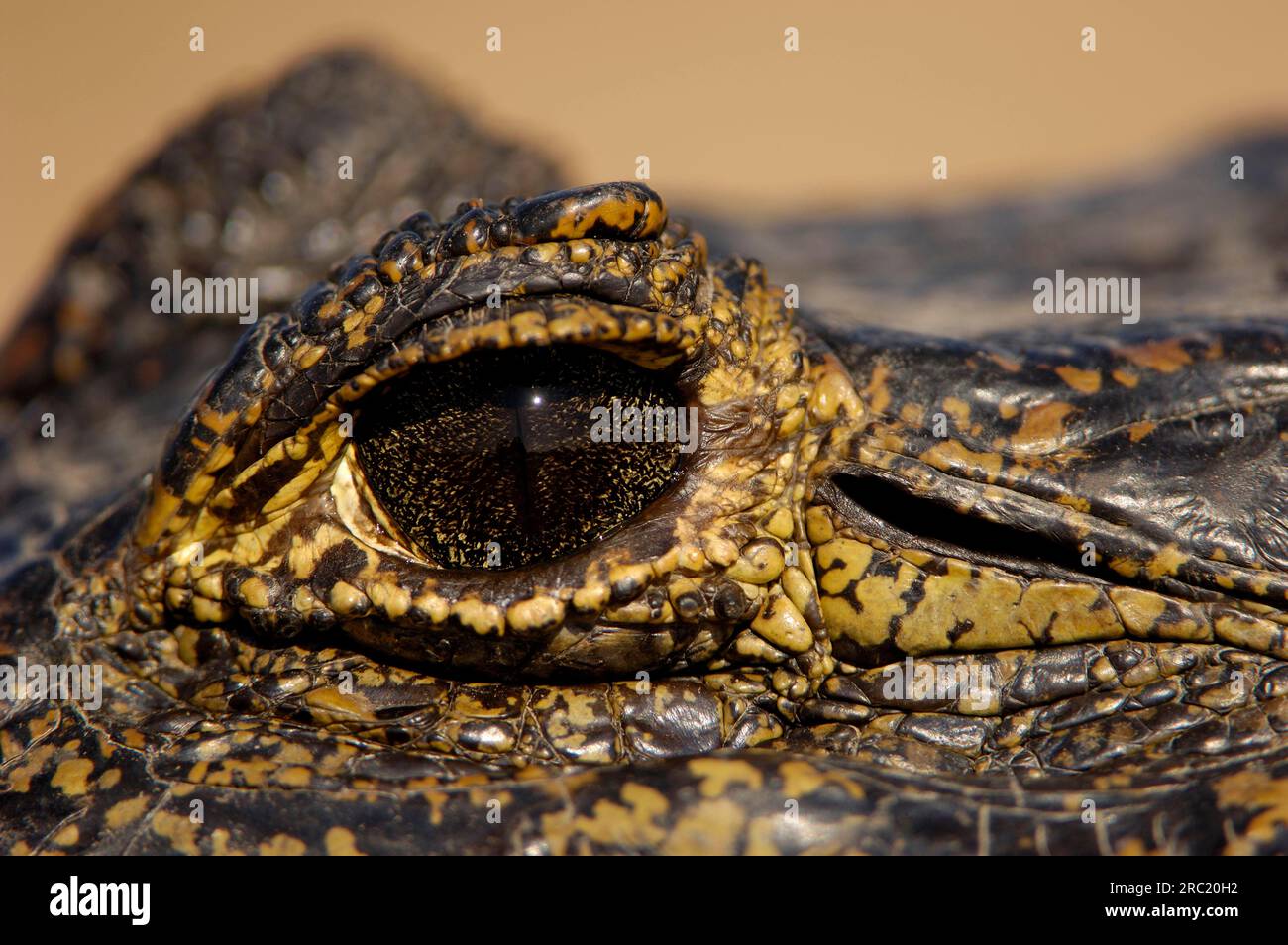 Paraguayan caiman, eye, Pantanal (Caiman crocodilus yacare), Brazil ...