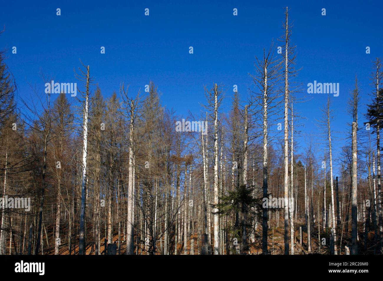 Dead Spruce (Picea) Trees, Bavarian Forest, Bavaria, Germany, dying ...