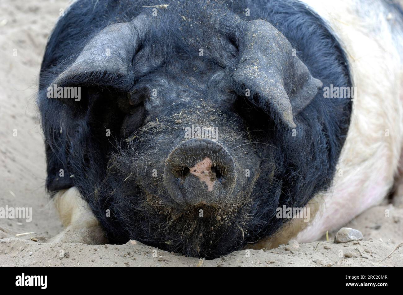 Swabian Hallian pig, sow, Swabian-Haellian pig, pigs Stock Photo - Alamy