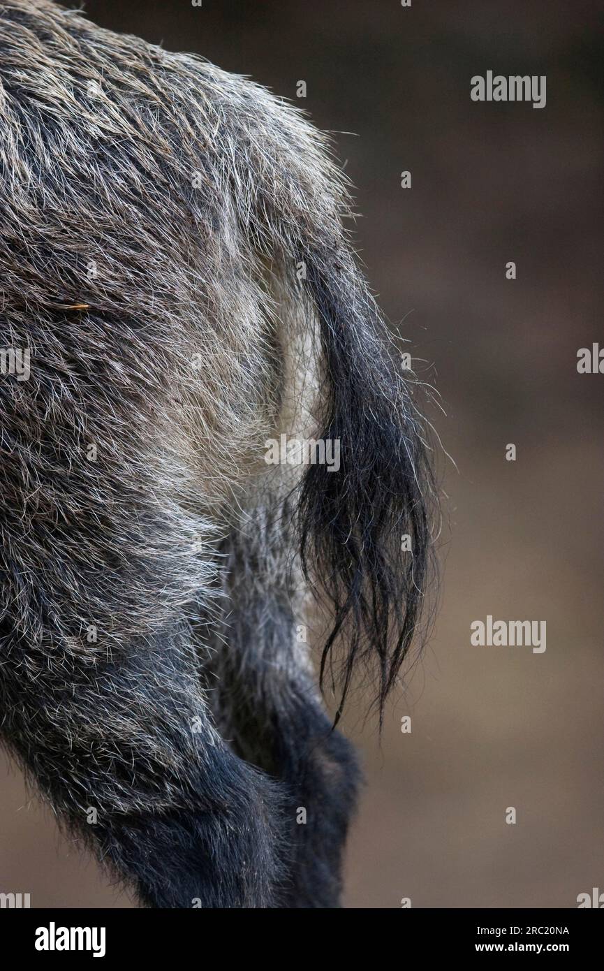 Wild boar (Sus scrofa), tail and rump Stock Photo - Alamy
