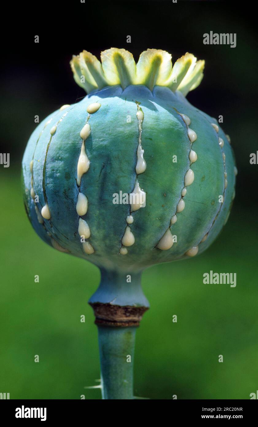 Opium poppy (Papaver somniferum), seed pod, scored Stock Photo - Alamy