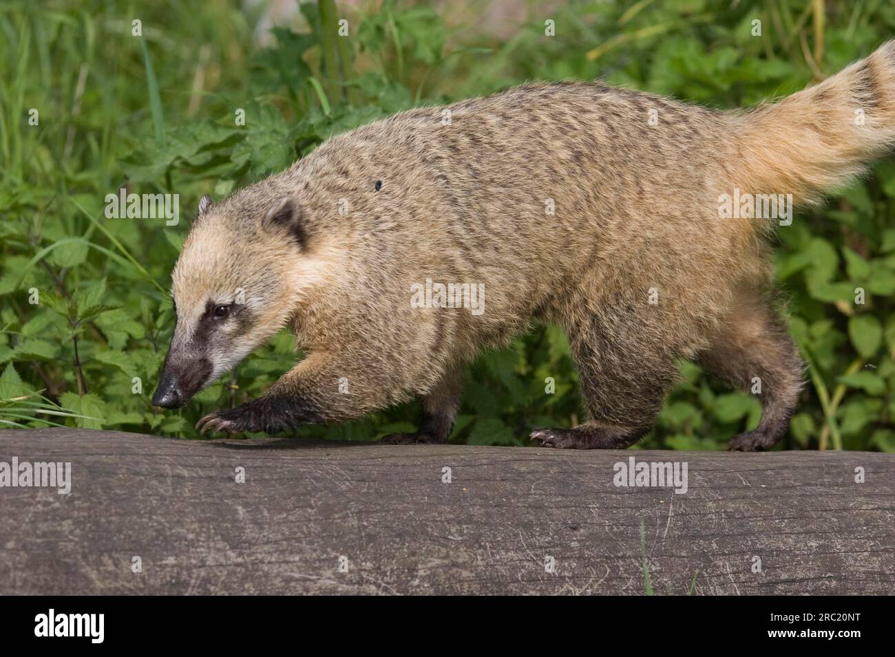 Ring-tailed Coati (Nasua nasua), Southern Coati, side Stock Photo - Alamy