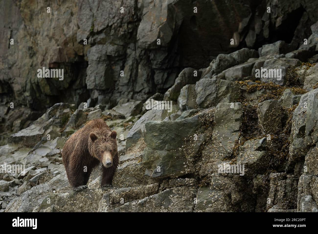 Brown bear on rocks Stock Photo - Alamy