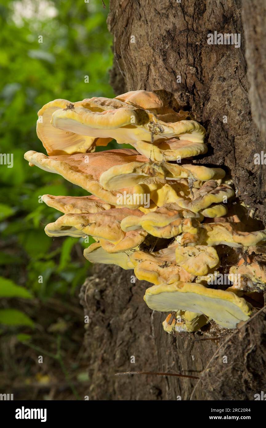 Crab woods sulphur polypore hi-res stock photography and images - Alamy