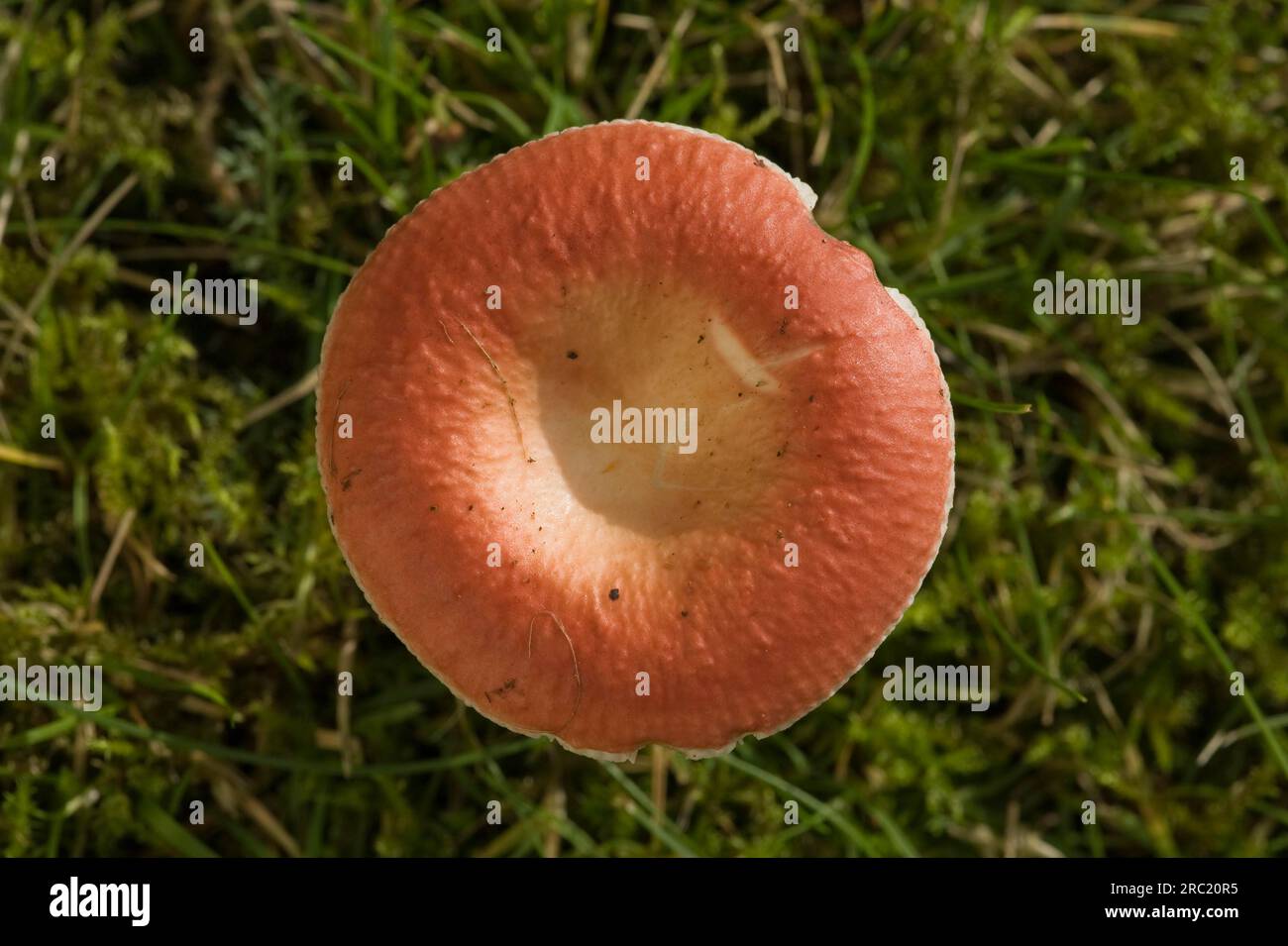 Many-coloured russula (Russula versicolor Stock Photo - Alamy