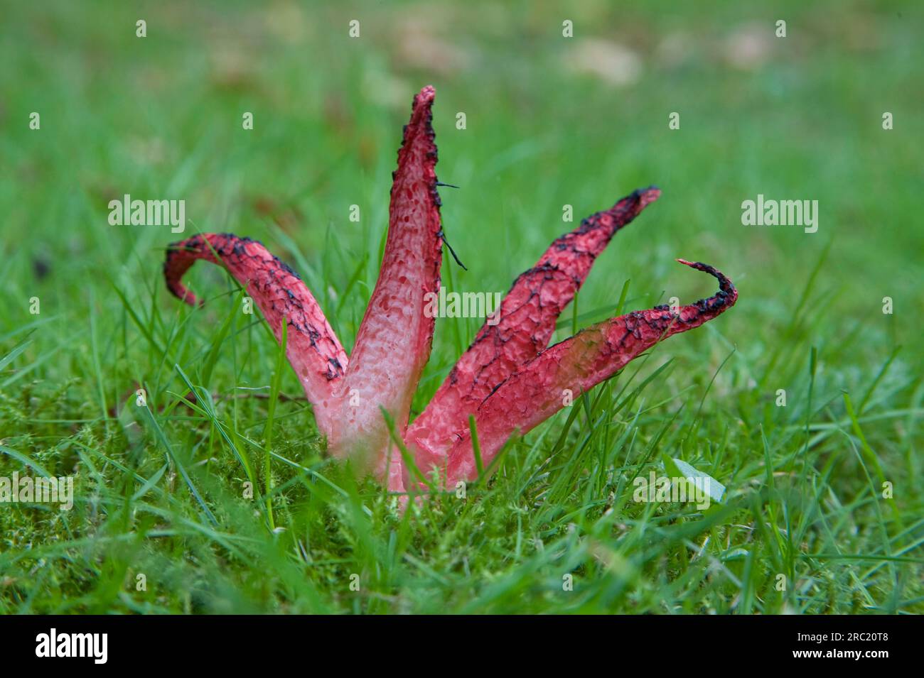 Octopus Stink Horn (Anthurus archeri Stock Photo - Alamy