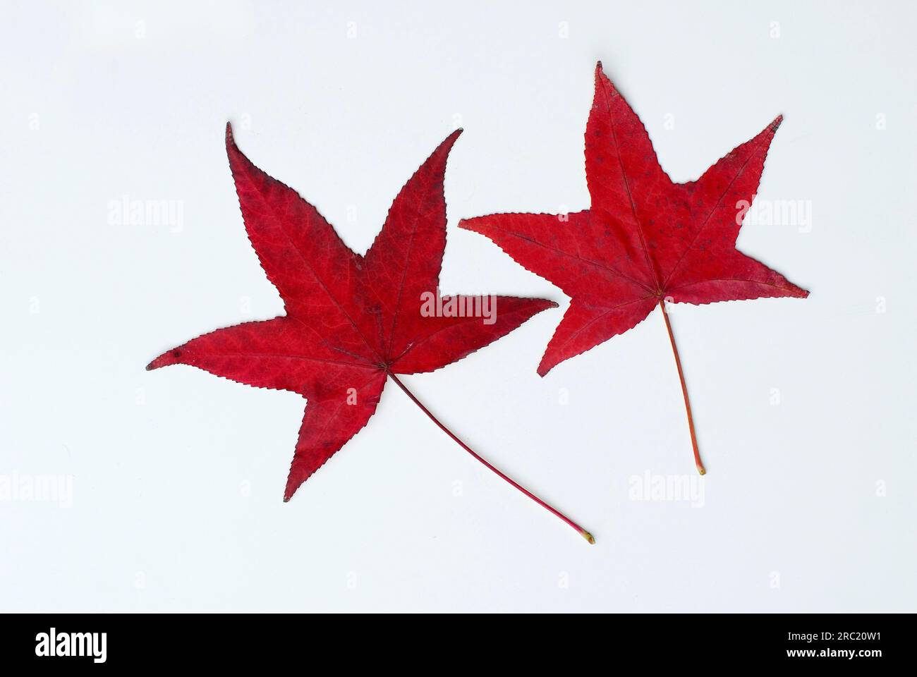 Sweet Gum Tree Leaves