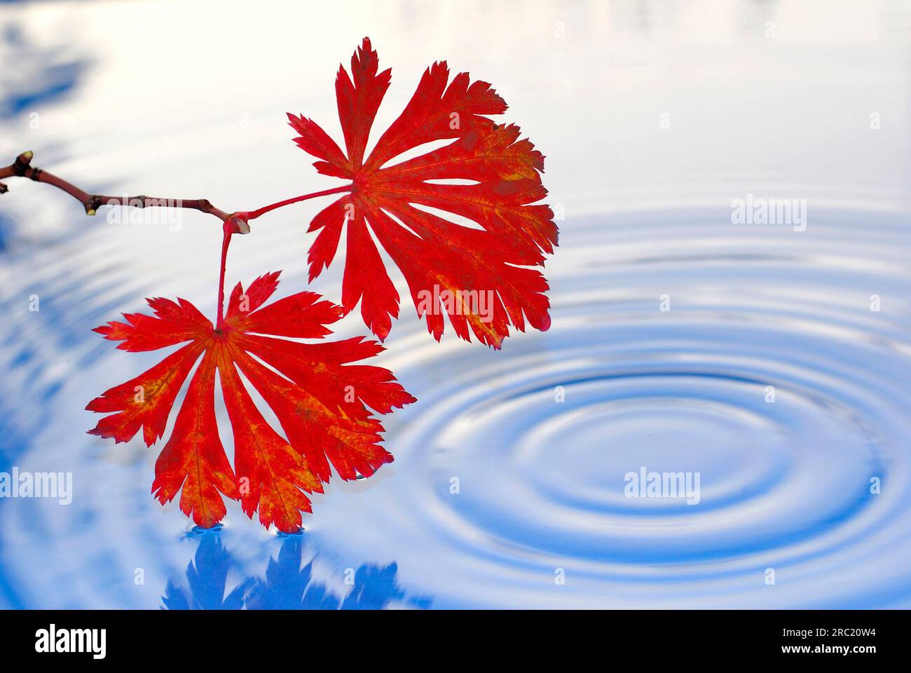 Downy Japanese Maple (Acer japonicum), Autumn leaves Stock Photo - Alamy