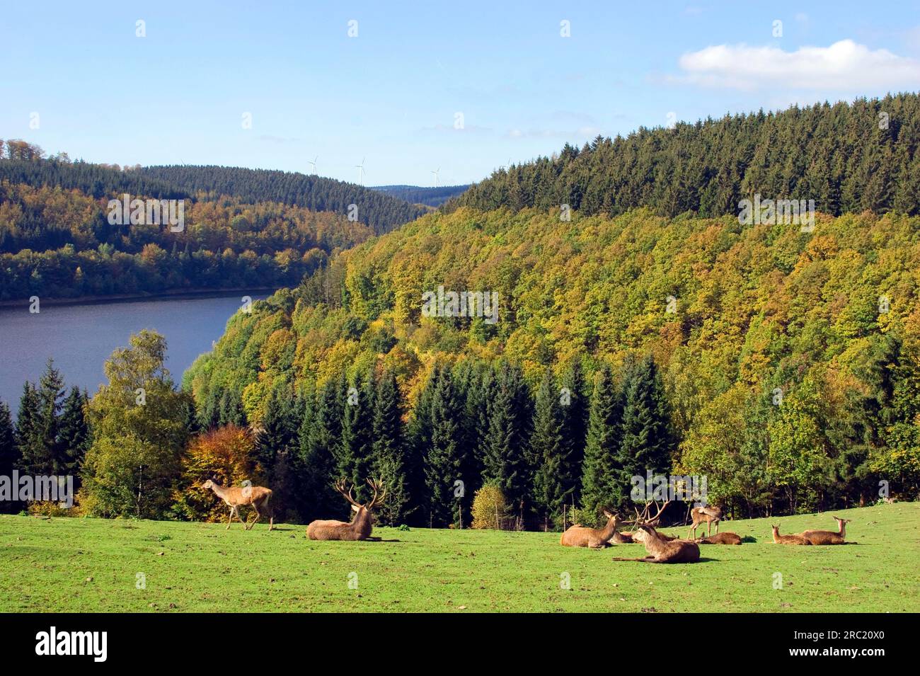 Eifel national park red deer hi-res stock photography and images - Alamy