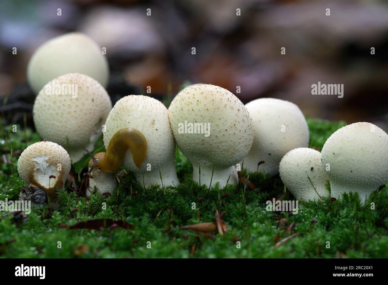 Pear shaped puffball (Lycoperdon pyriforme), pear staghorn, pear bovist ...