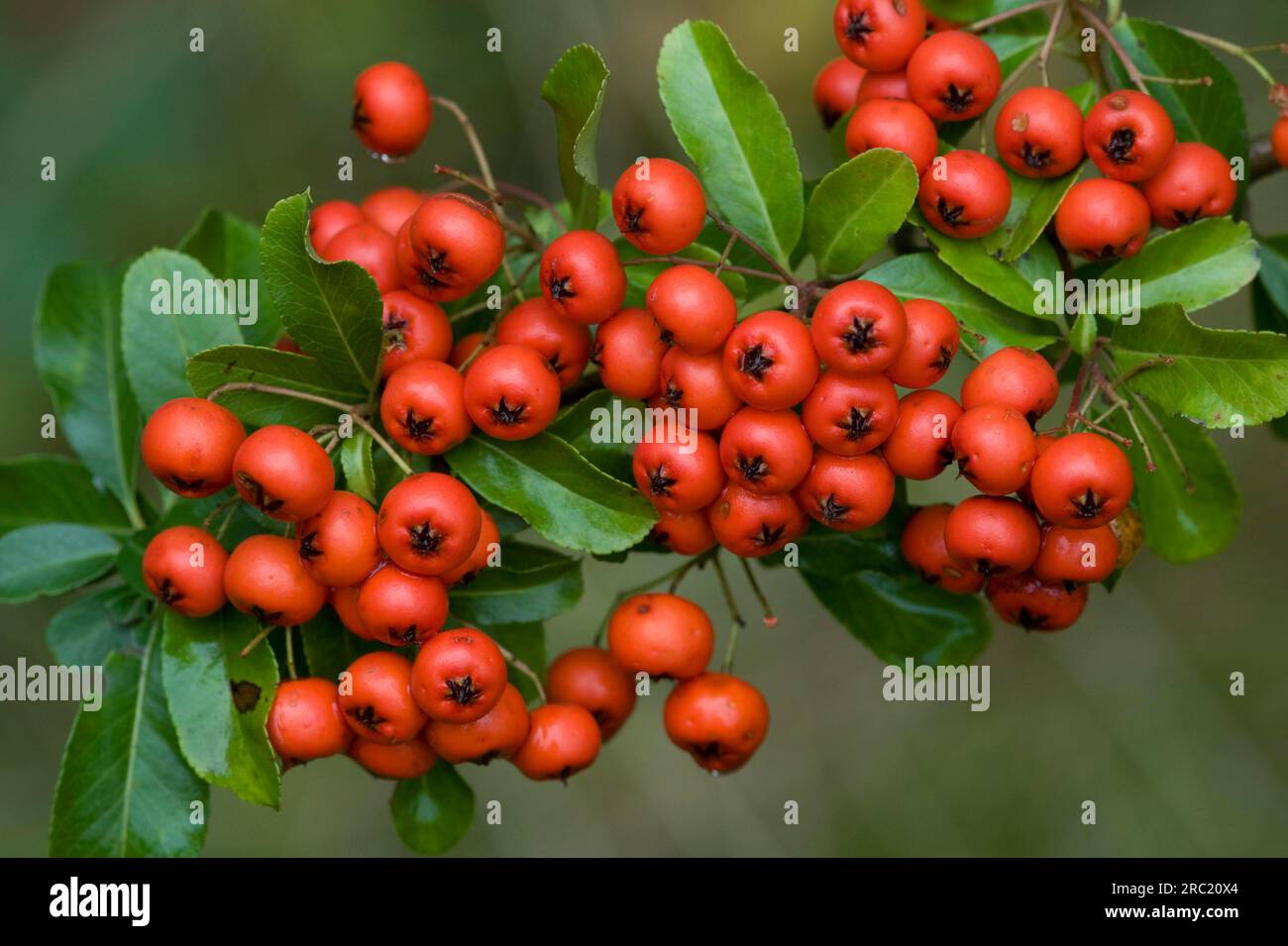 Firethorn (Pyracantha coccinea x crenatoserrata Stock Photo - Alamy