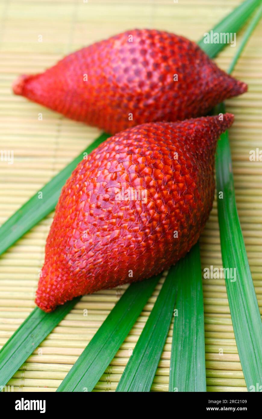 Salak palm hi-res stock photography and images - Alamy