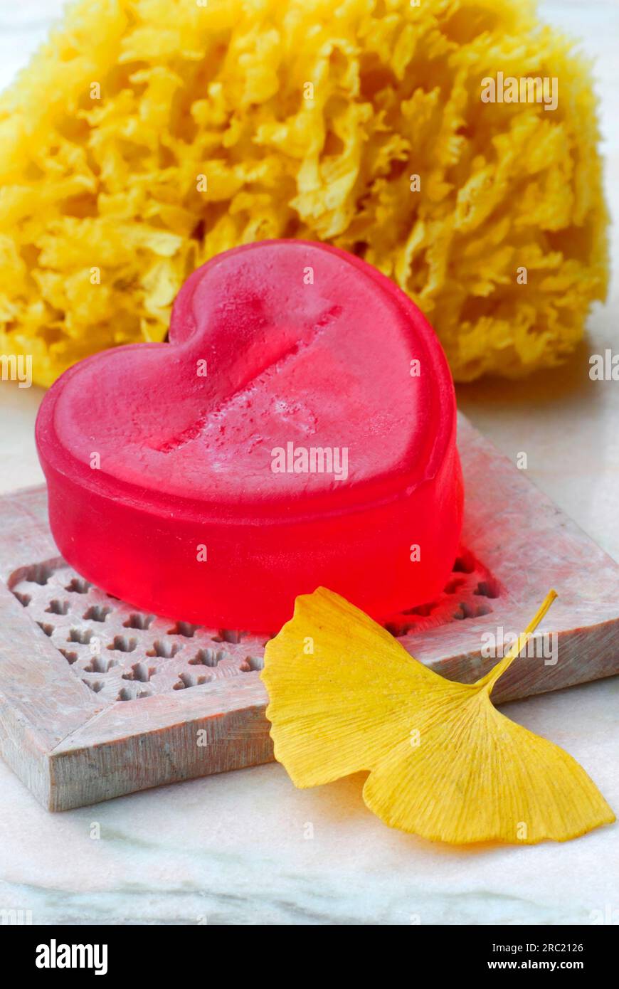 Ginkgoleaf hi-res stock photography and images - Alamy