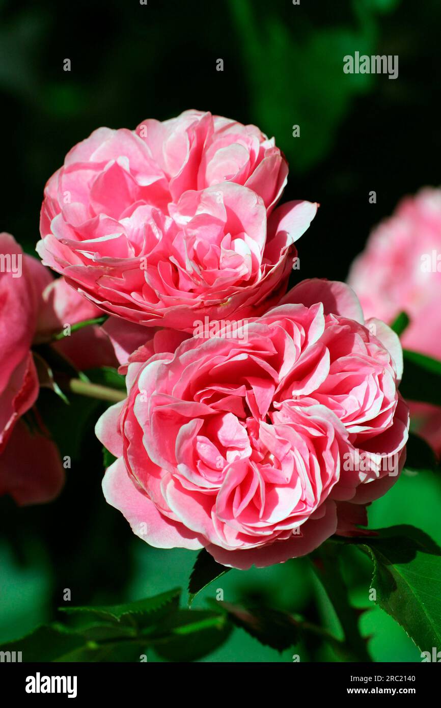 Rose (Rosa) Leonardo da Vinci Stock Photo - Alamy