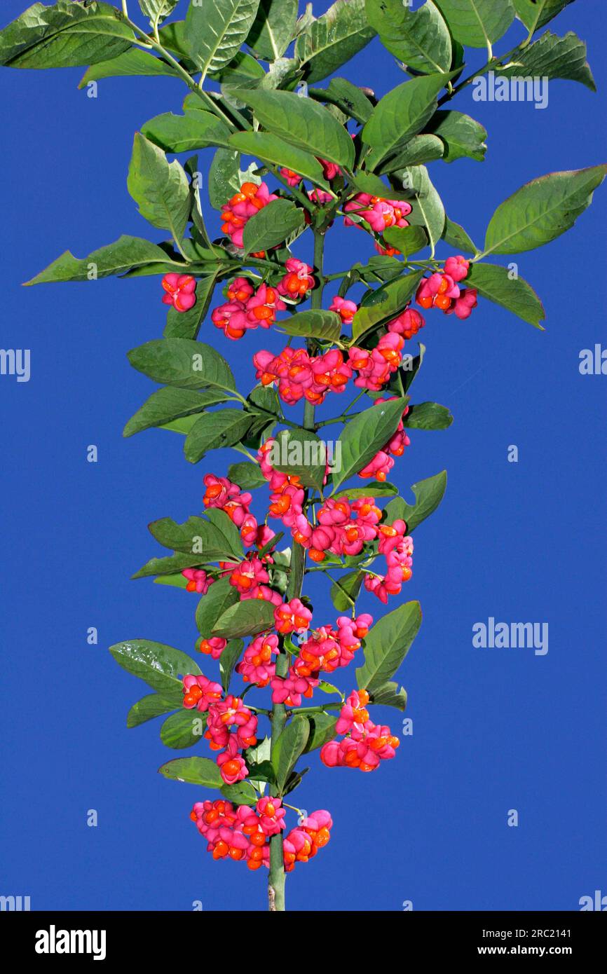 Spindle tree bush shrub hi-res stock photography and images - Alamy