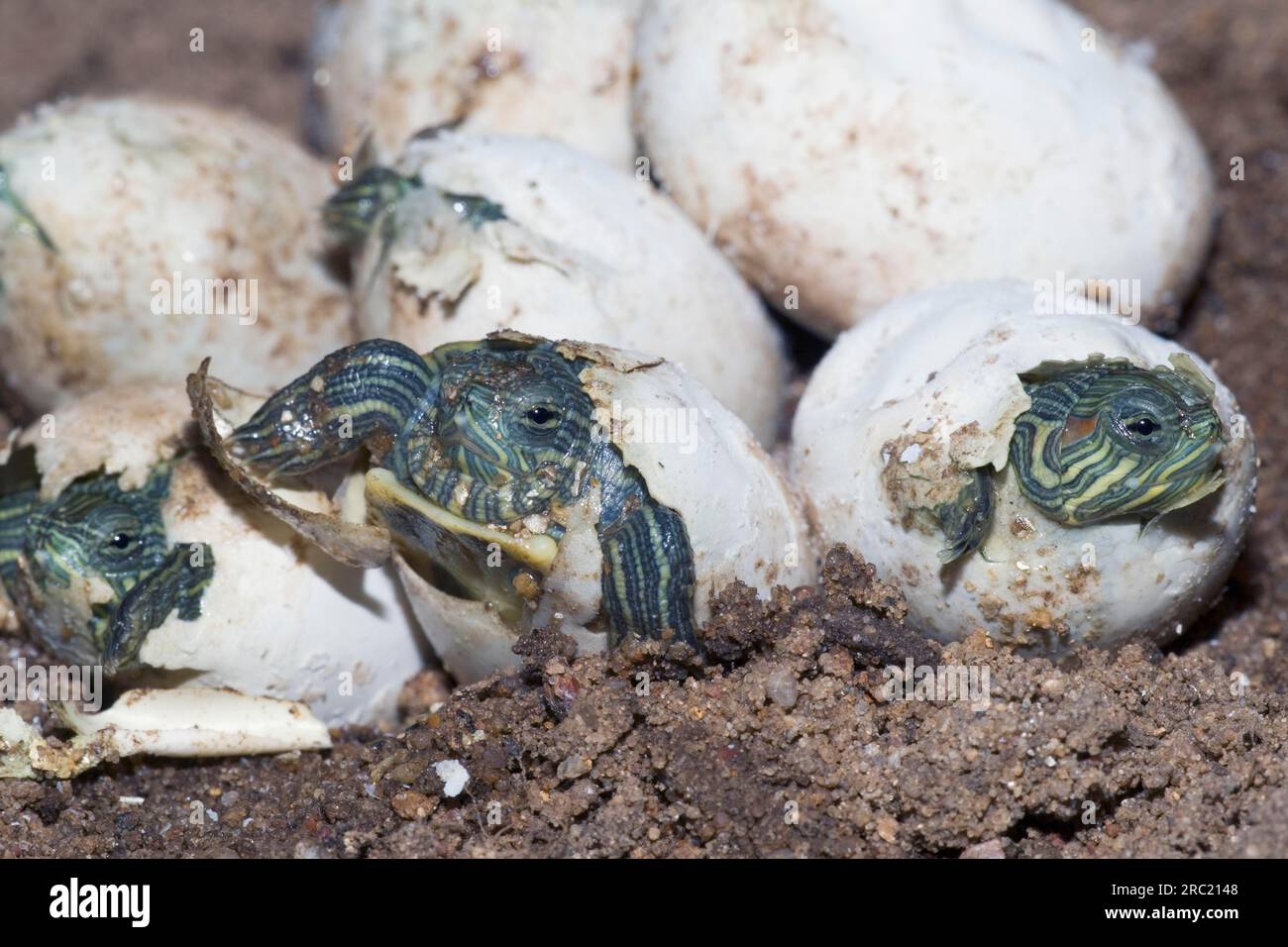 Red eared slider (Trachemys scripta elegans), juveniles (Pseudemys ...