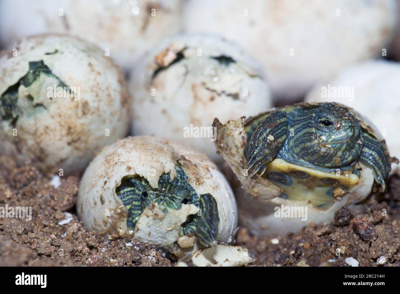 Red eared slider (Trachemys scripta elegans), juveniles (Pseudemys ...