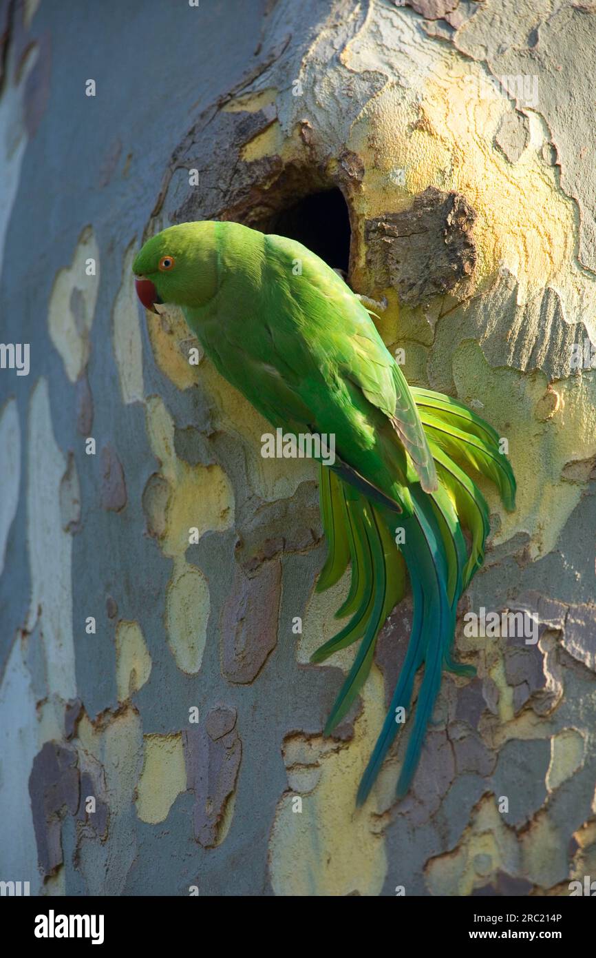 Ground parrot nest hi-res stock photography and images - Alamy