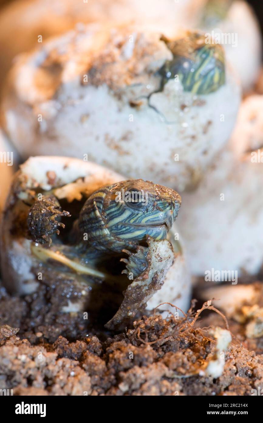 Red eared slider (Trachemys scripta elegans), juvenile (Pseudemys ...