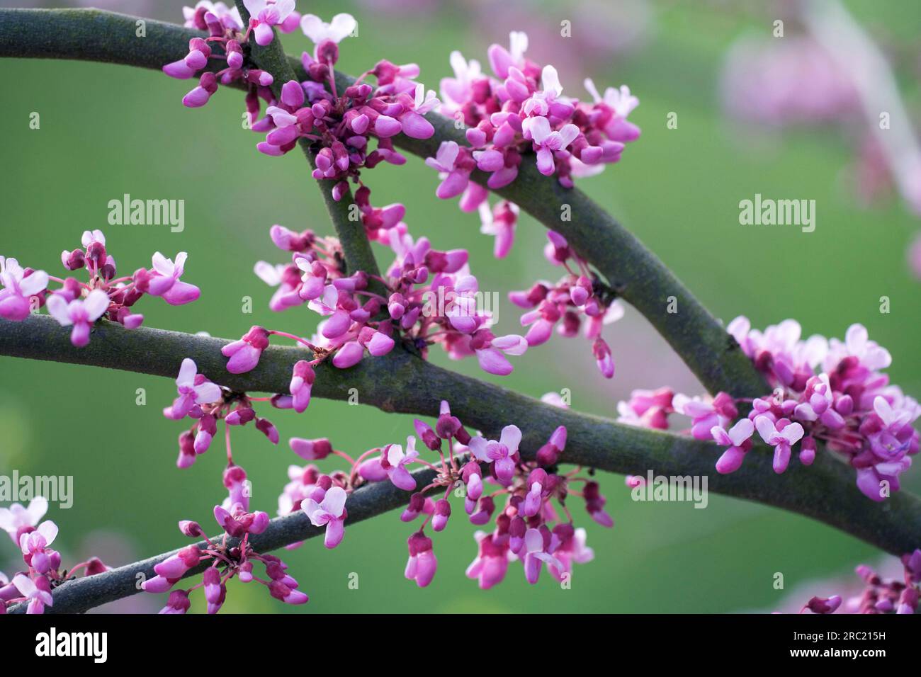 Eastern redbud eastern redbud hi-res stock photography and images - Alamy