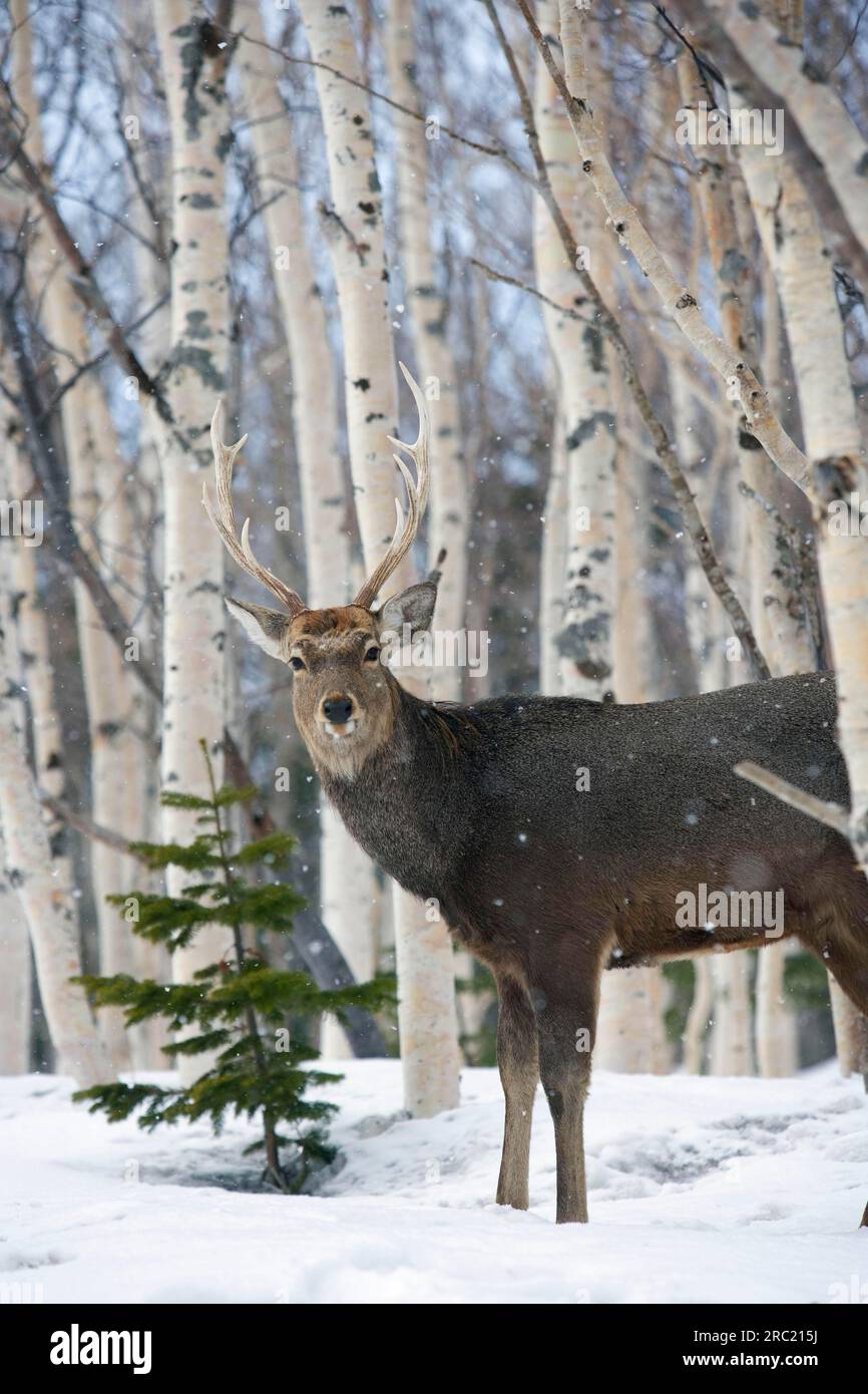 Sika deer, male, Japanese Sika deer (Cervus nippon nippon), Japan Stock ...