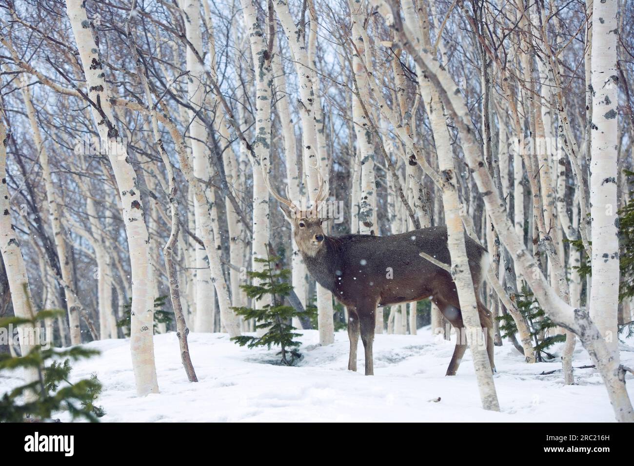 Sika deer, male, Japanese Sika deer (Cervus nippon nippon), Japan Stock ...