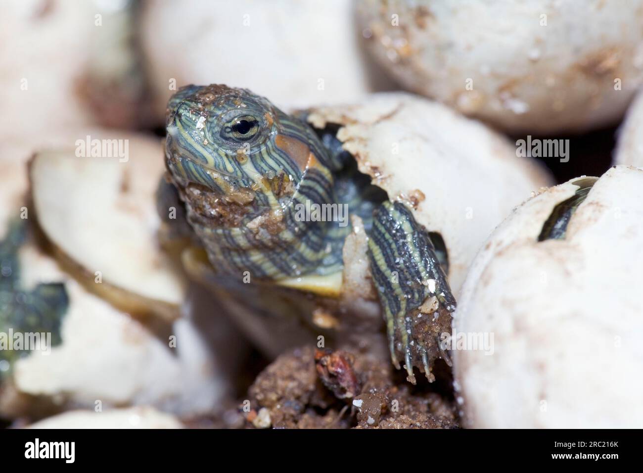 Red Eared Slider Trachemys Scripta Elegans Juvenile Pseudemys