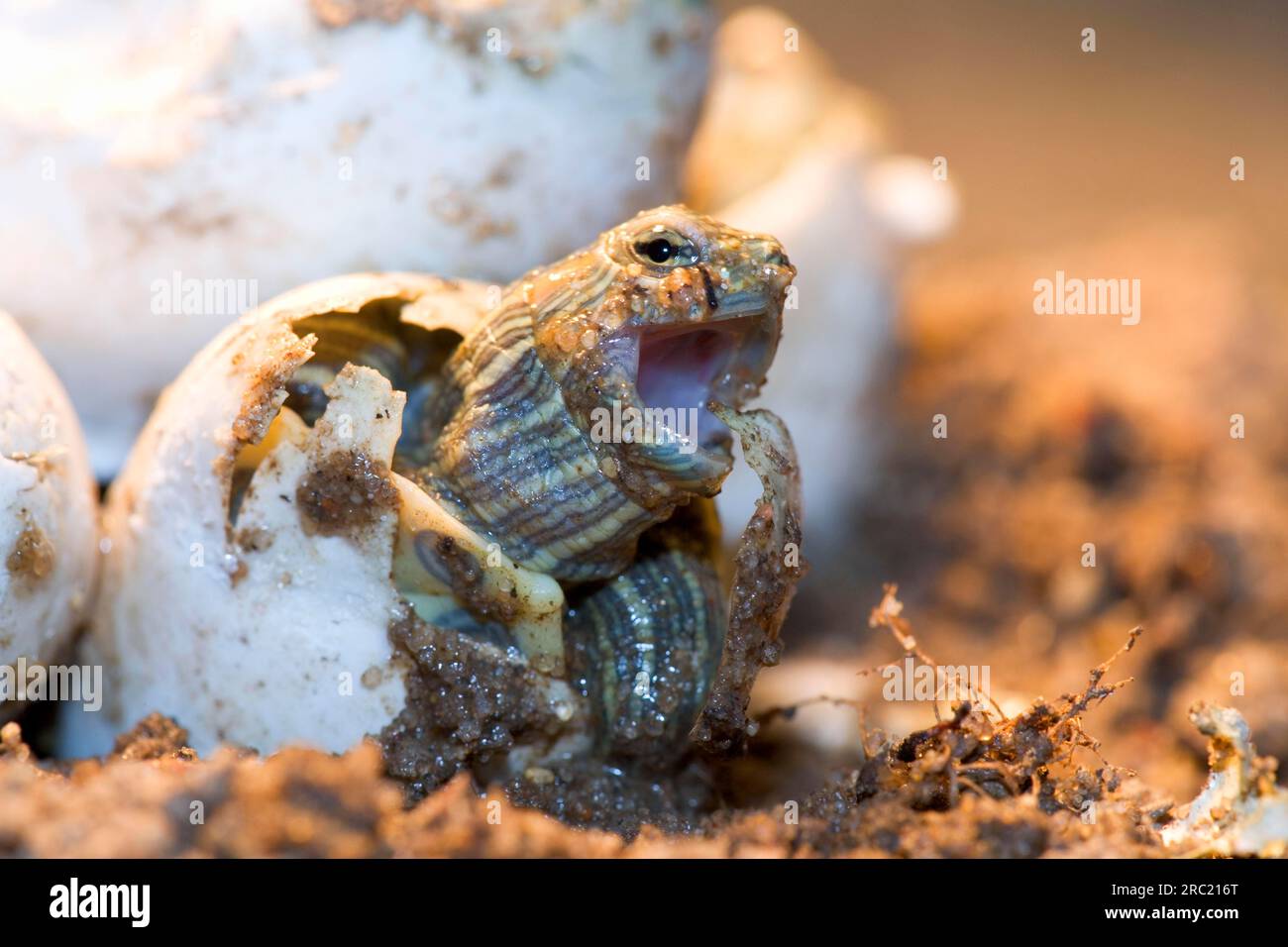 Red eared slider (Trachemys scripta elegans), juvenile (Pseudemys ...