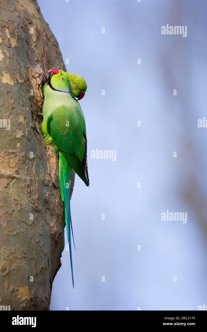 Rose ringed parakeets (Psittacula krameri), pair at nest hole Stock ...